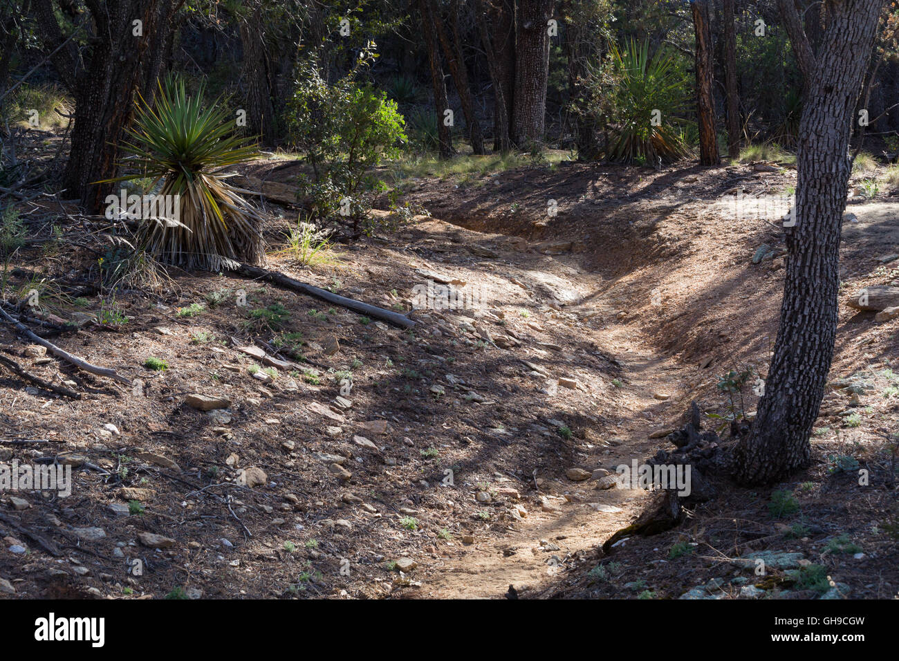 The Arizona Trail ascending Mica Mountain in a high desert oak forest ...