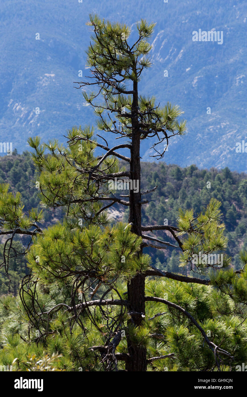 A ponderosa pine tree standing against Mica Mountain and Rincon Peak ...