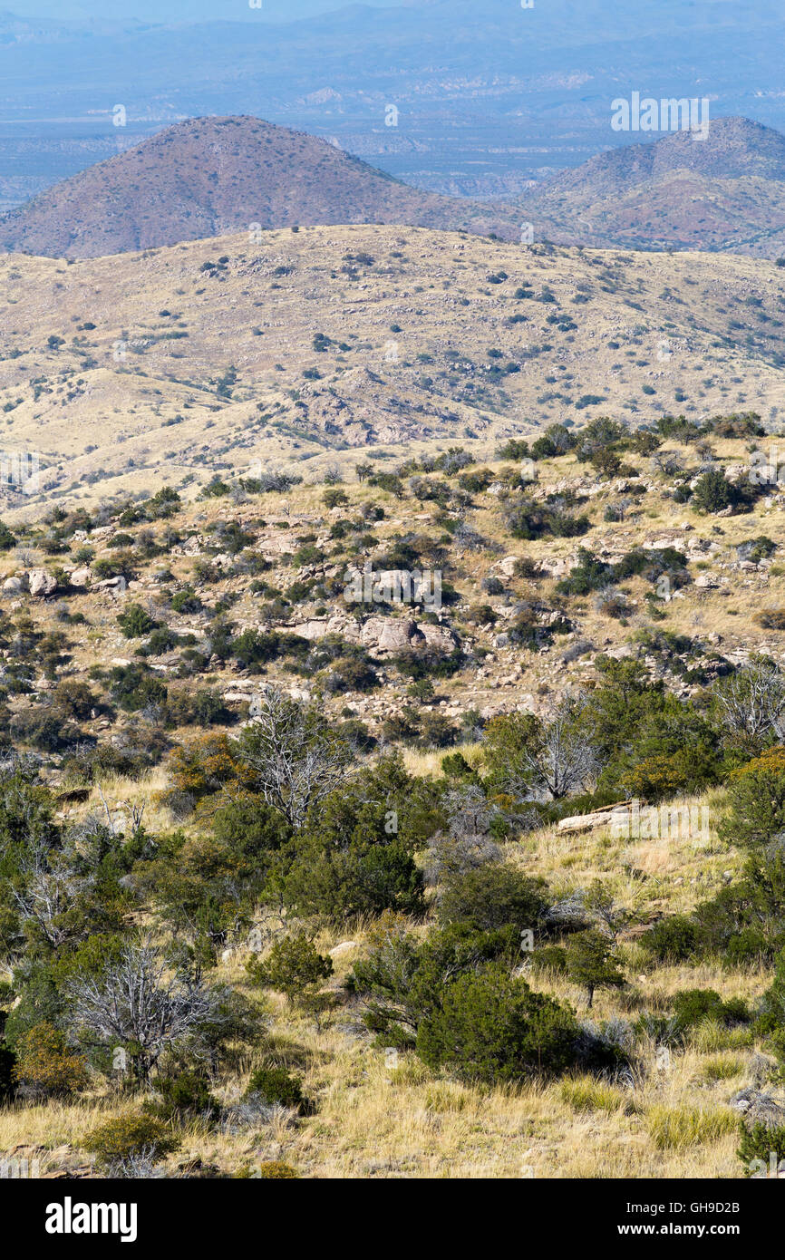 Sonoran desert grasslands hi-res stock photography and images - Alamy