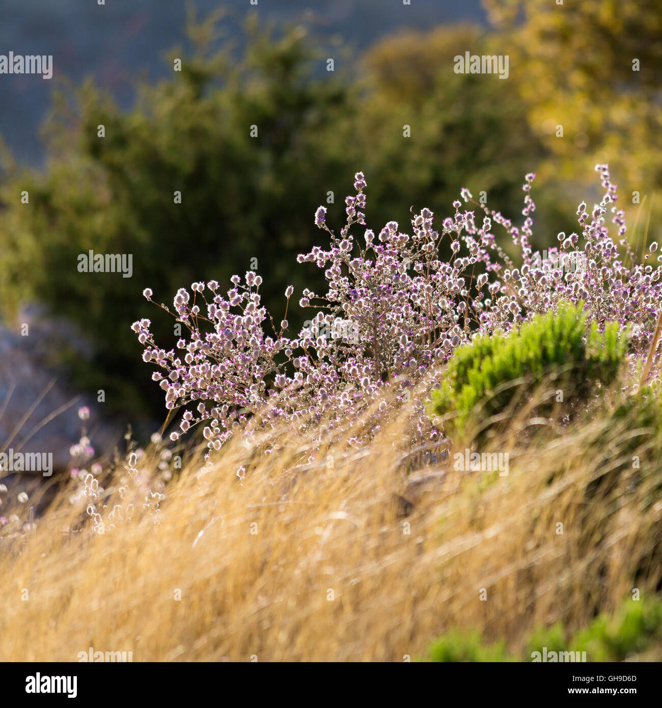 Santa Catalina prairie clover wildflowers in the desert grasslands ...