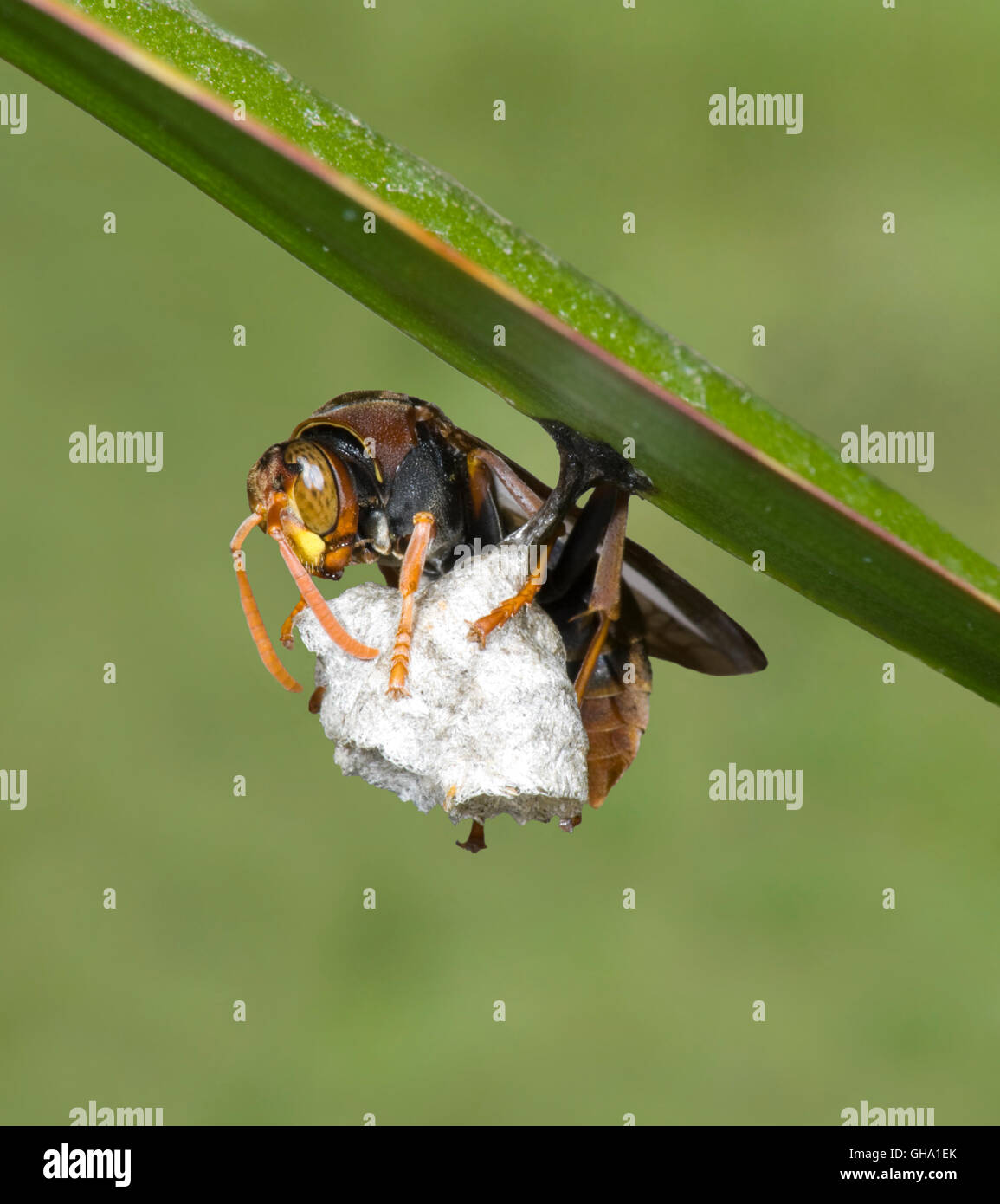 Paper wasp nest australia hi-res stock photography and images - Alamy