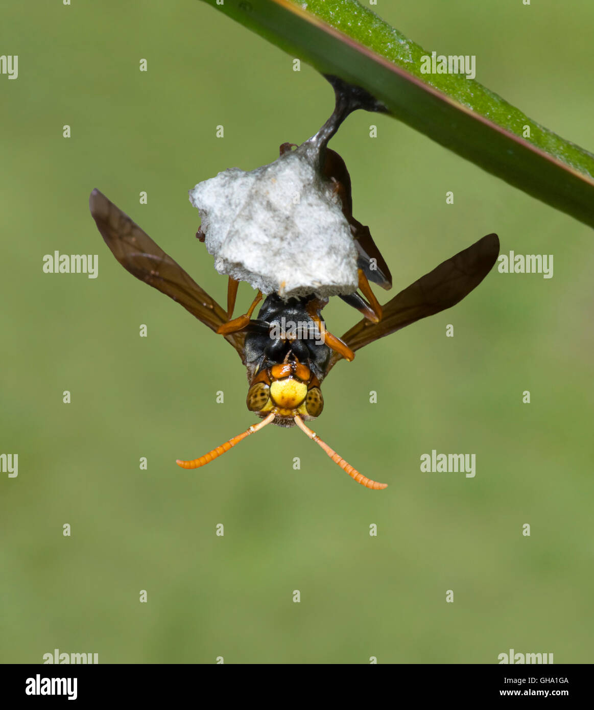 Australian paper wasp hi-res stock photography and images - Alamy