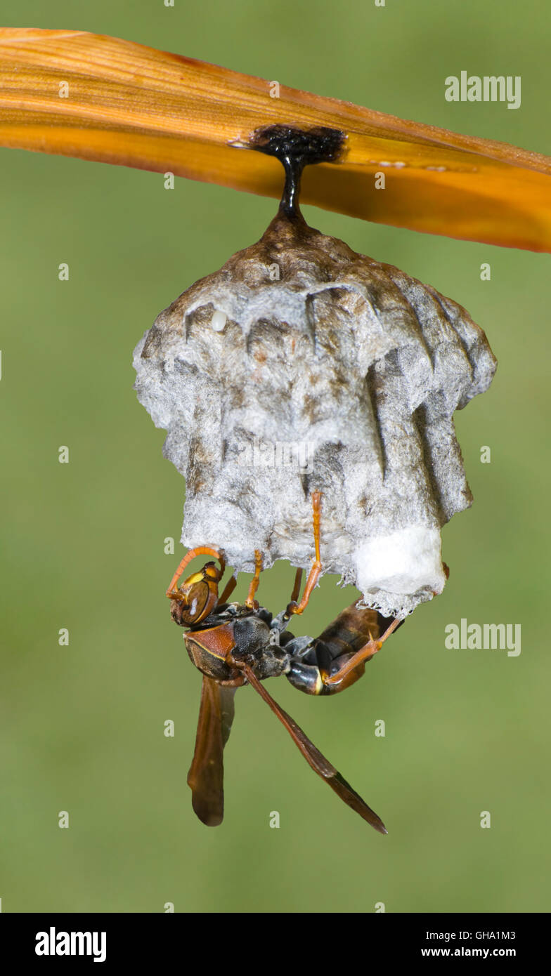 A Paper-Nest Wasp (Polistes variabilis) tending to its nest, New South ...