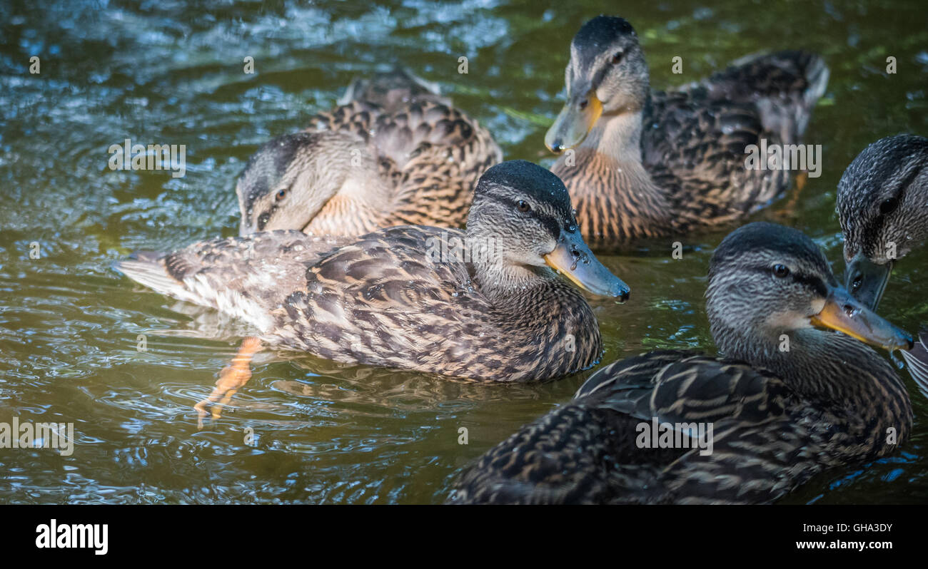 Gaggling hi-res stock photography and images - Alamy