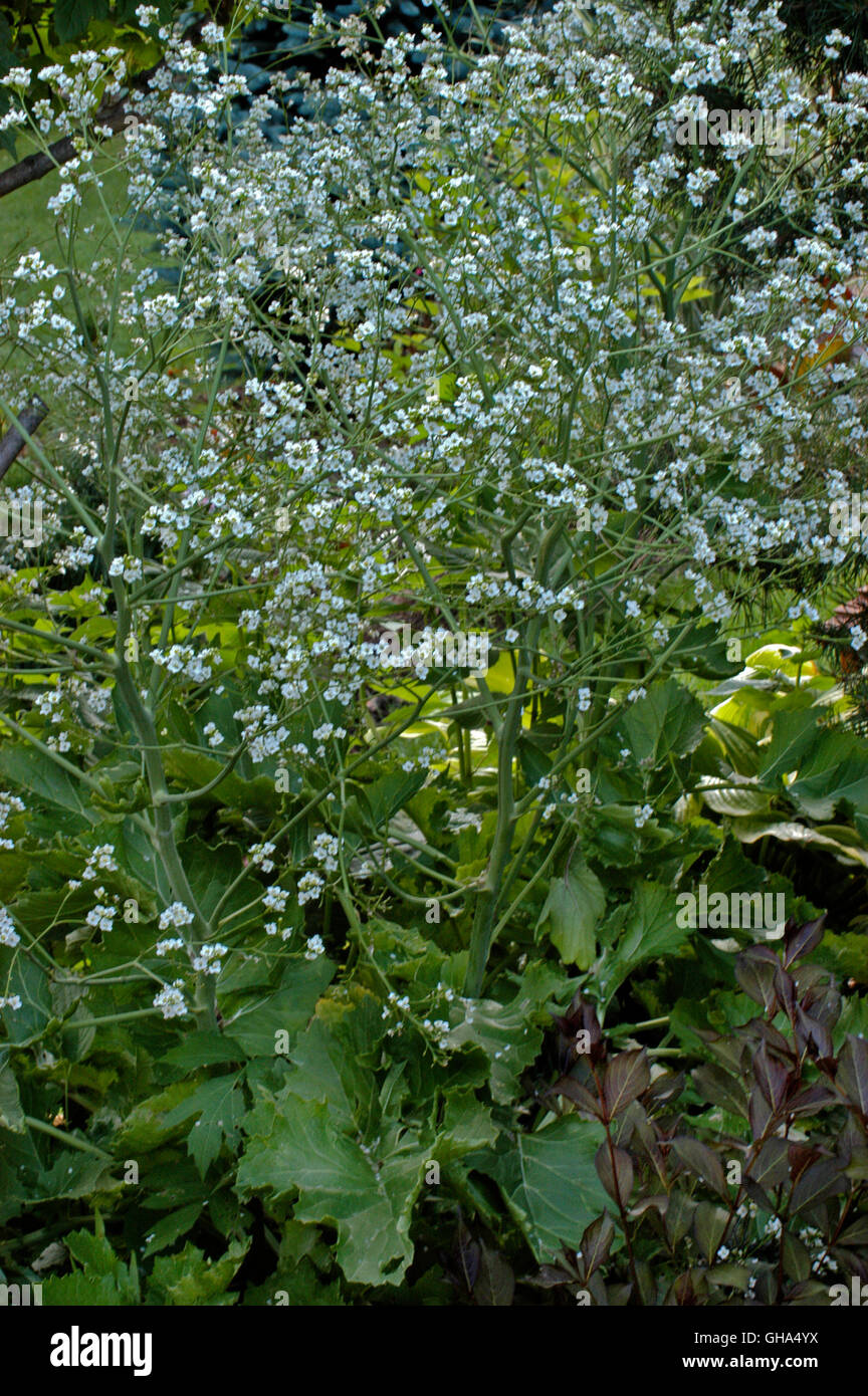 Crambe cordifolia hi-res stock photography and images - Alamy