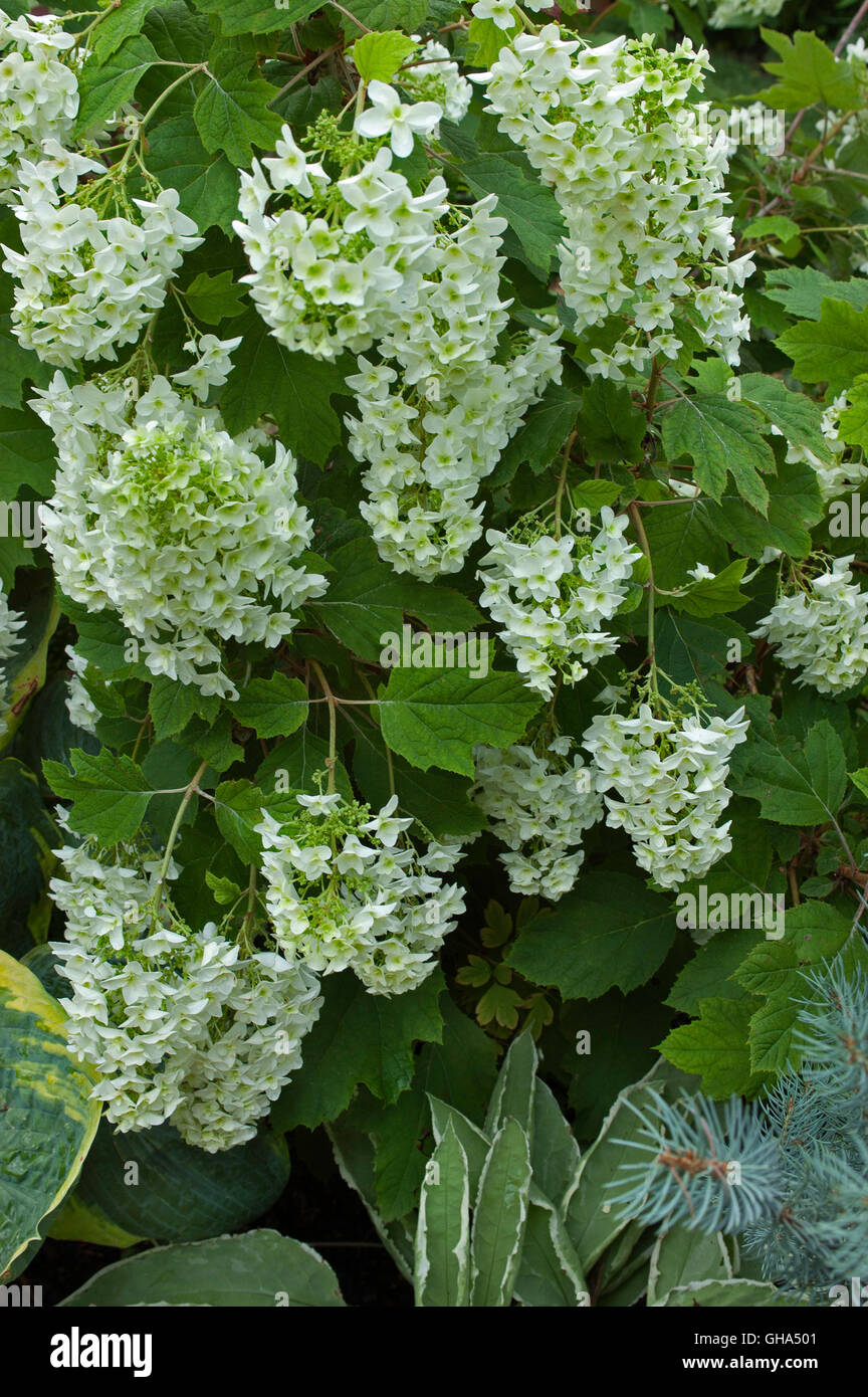 Hydrangea quercifolia, SNOWFLAKE Stock Photo - Alamy
