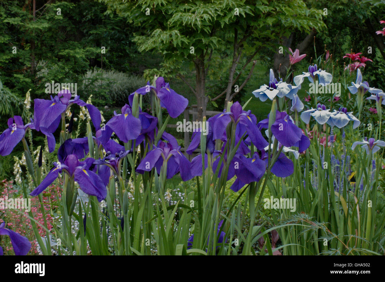 Black Japanese Iris