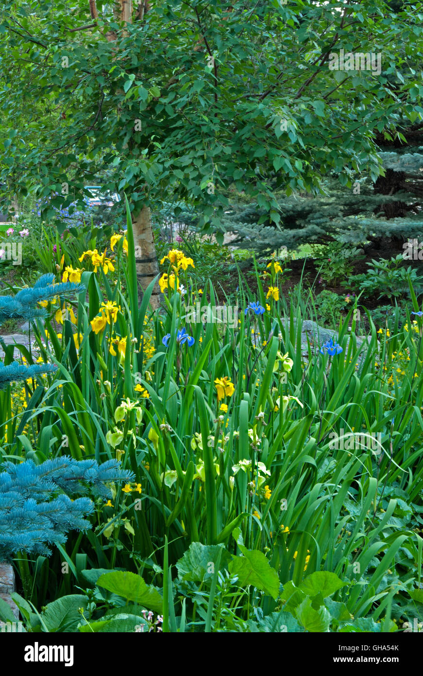 Botany iris species hi-res stock photography and images - Alamy