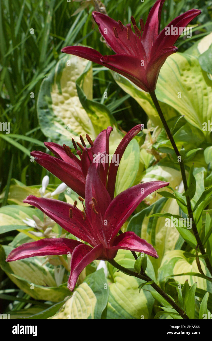 Blue lilium hi-res stock photography and images - Alamy