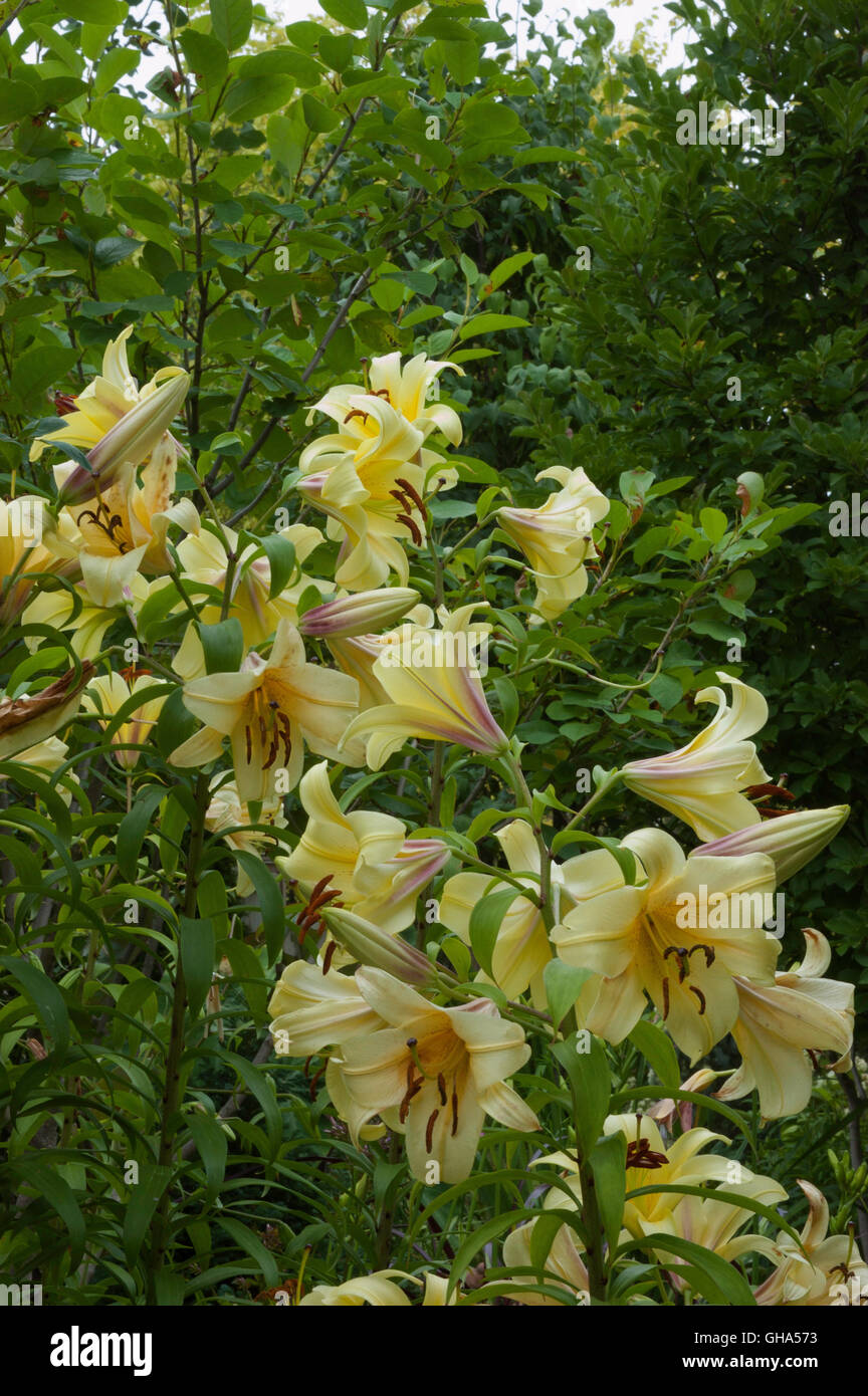 Blue lilium hi-res stock photography and images - Alamy