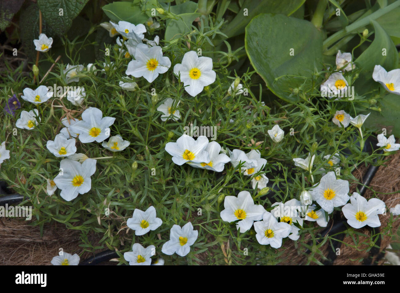 Nierembergia white hi-res stock photography and images - Alamy