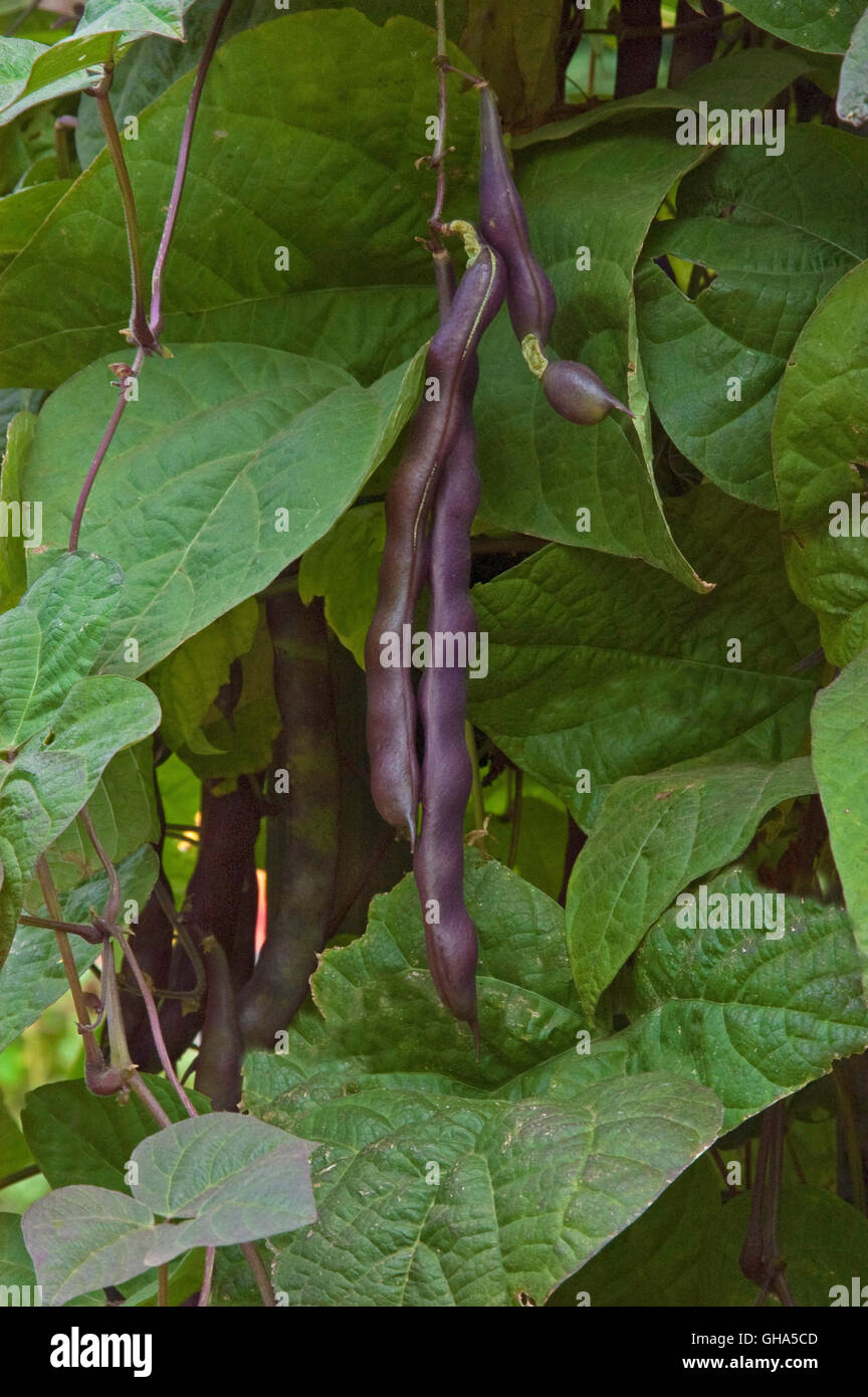 Purple pod bean on vine Stock Photo - Alamy