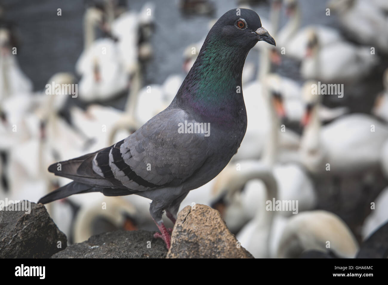 Pigeon in Windsor Riverside, England UK Stock Photo - Alamy