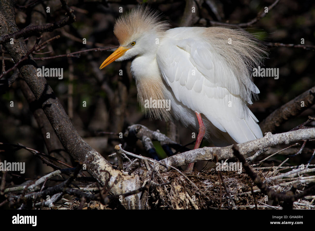 Cattle Egret at nest in breeding colors--he's actually dismantling an ...