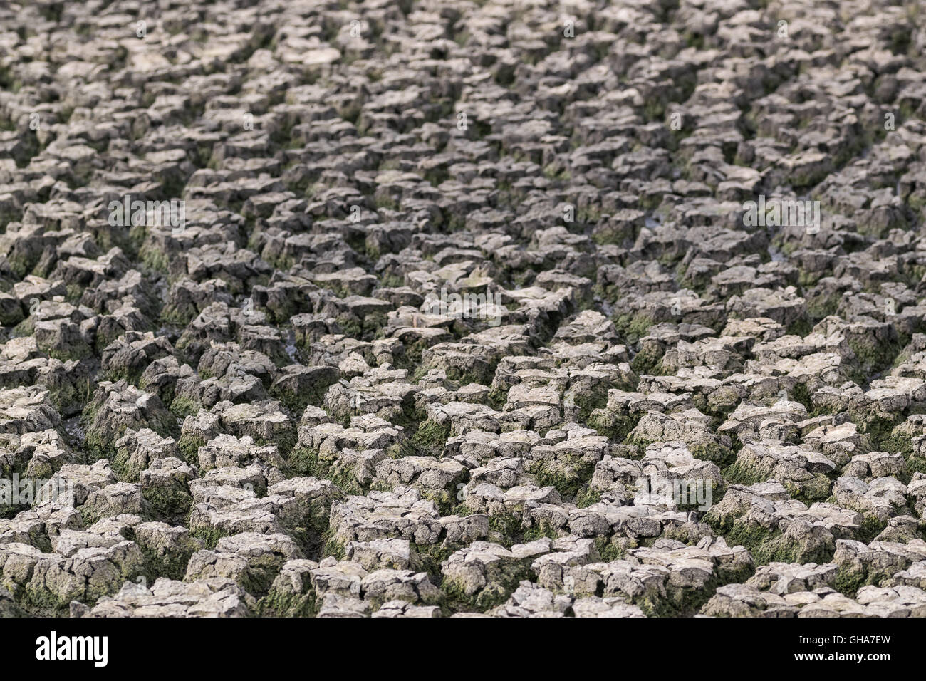 Ground in drought Stock Photo - Alamy