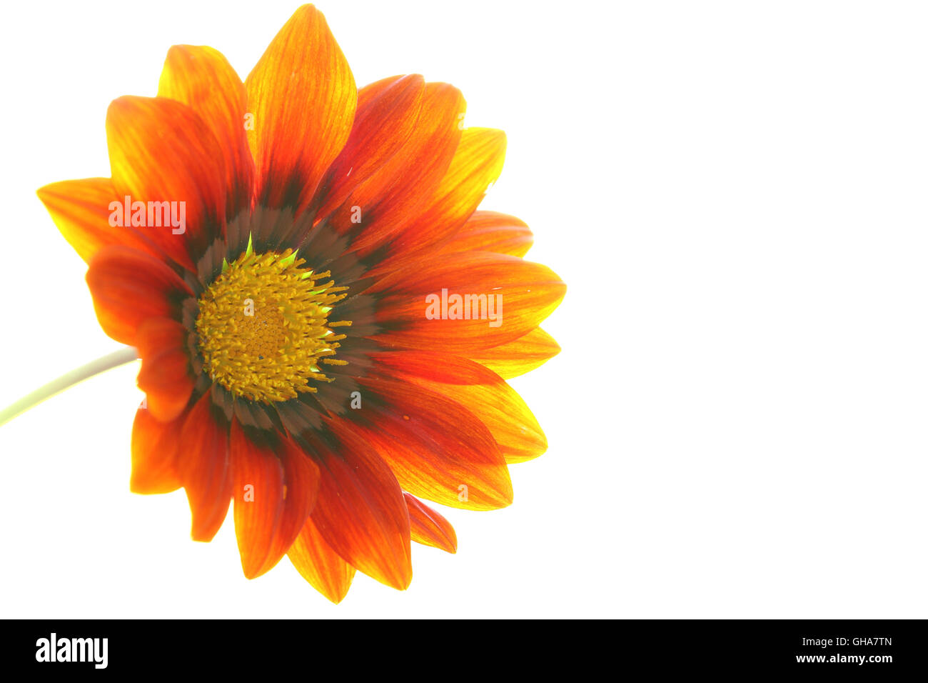 Gazania yellow flower Cut Out Stock Images & Pictures - Alamy