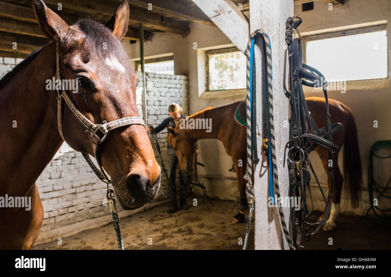 Close-up of portrait horse in the stable Stock Photo - Alamy