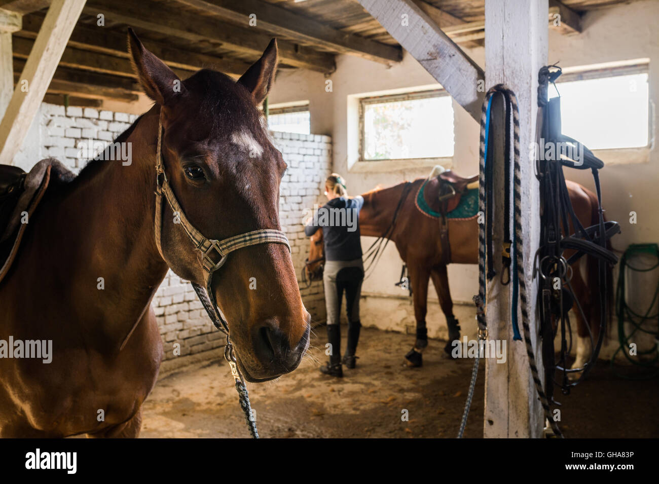 Close-up of portrait horse in the stable Stock Photo - Alamy