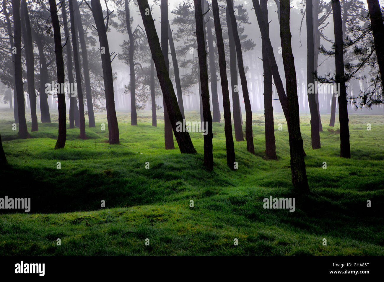 Green grass trees in forest hi-res stock photography and images - Alamy