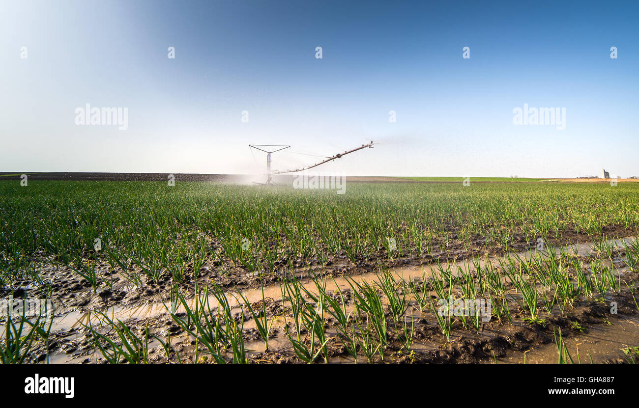 fields of onion with irrigation system Stock Photo - Alamy
