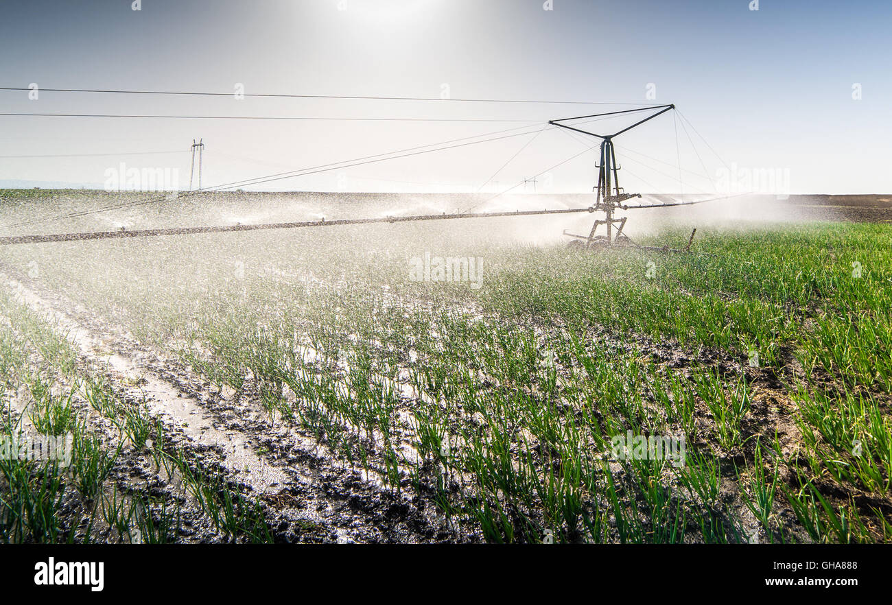 Onion irrigation field hi-res stock photography and images - Alamy