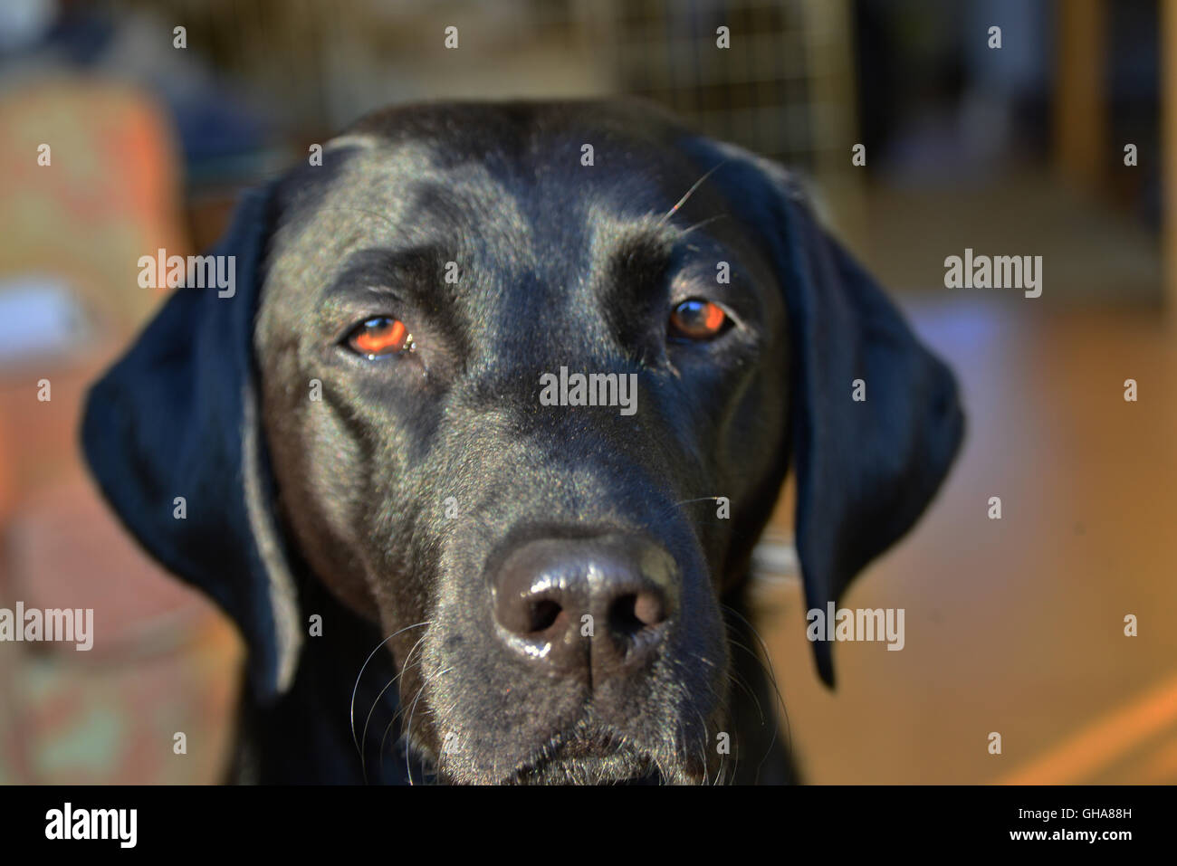 Black labrador dog hi-res stock photography and images - Alamy