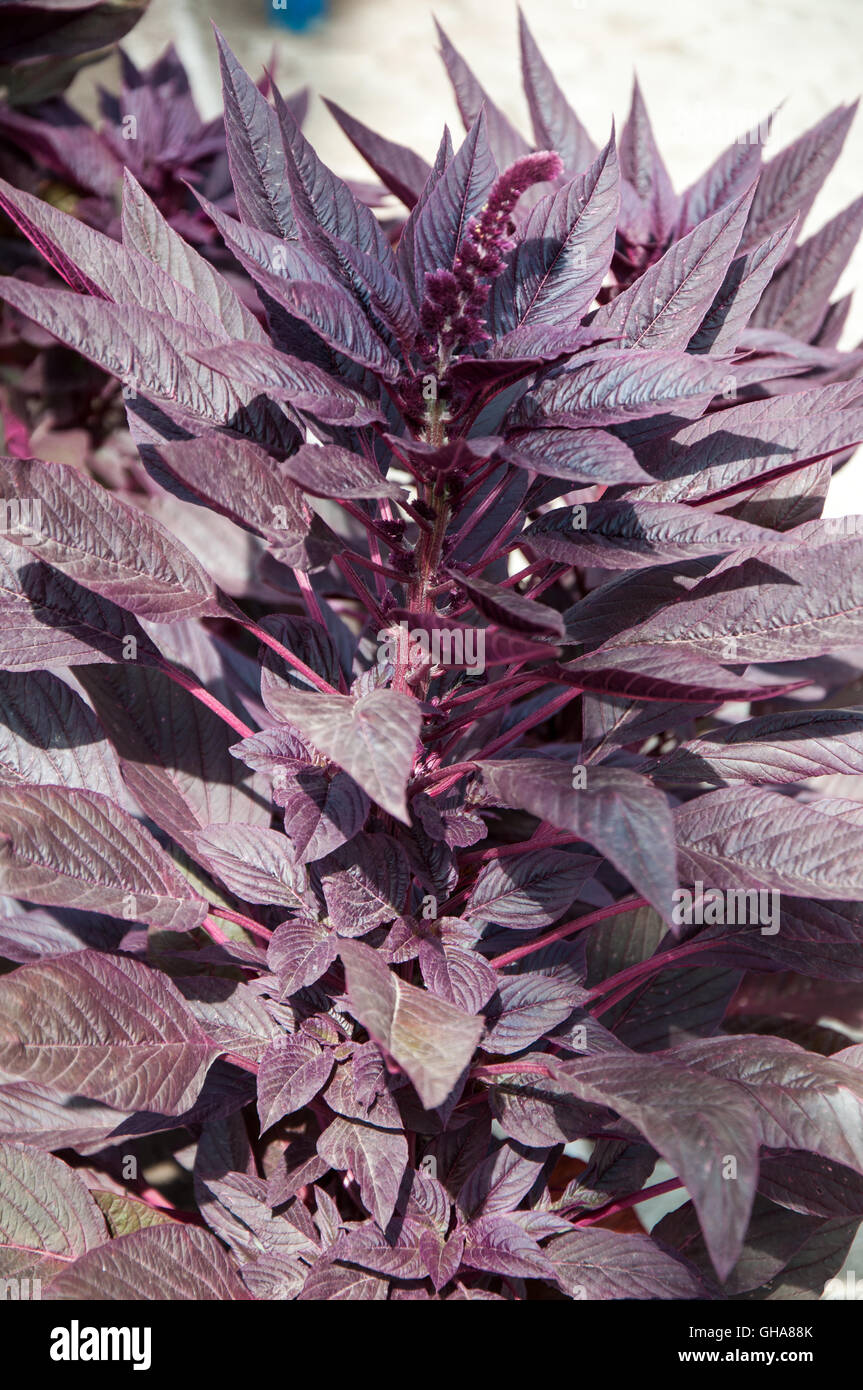 Amaranth has anticancer properties plant, it is called a miracle plant ...