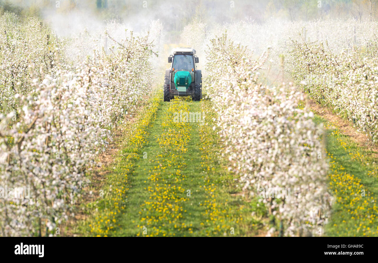 Tractor sprays insecticide in apple orchard Stock Photo - Alamy