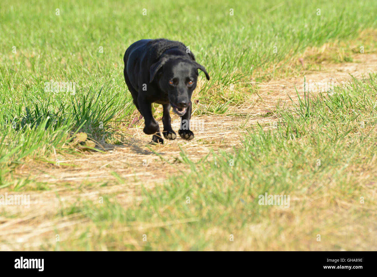 Black labrador dog hi-res stock photography and images - Alamy