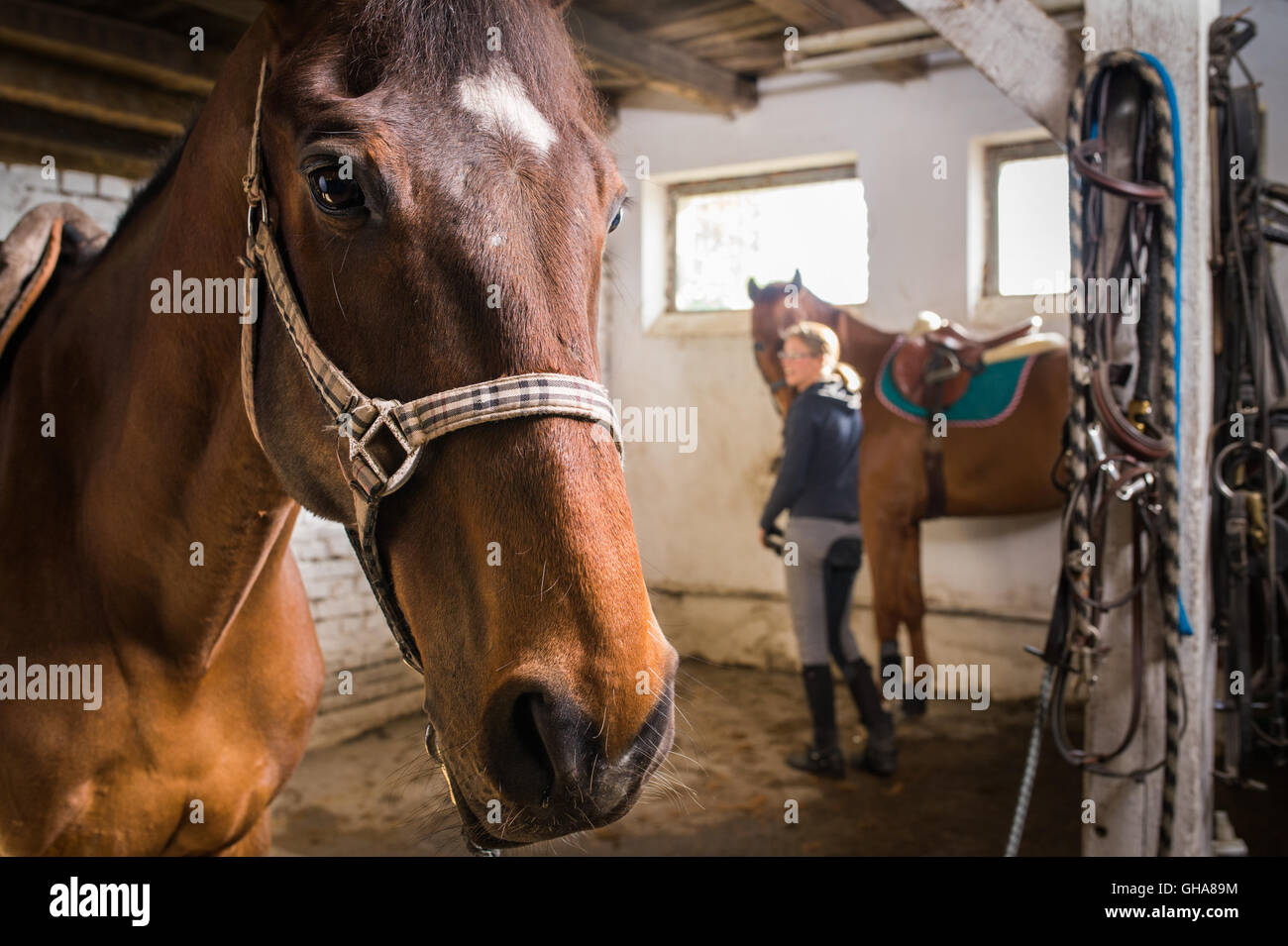 Close-up of portrait horse in the stable Stock Photo - Alamy