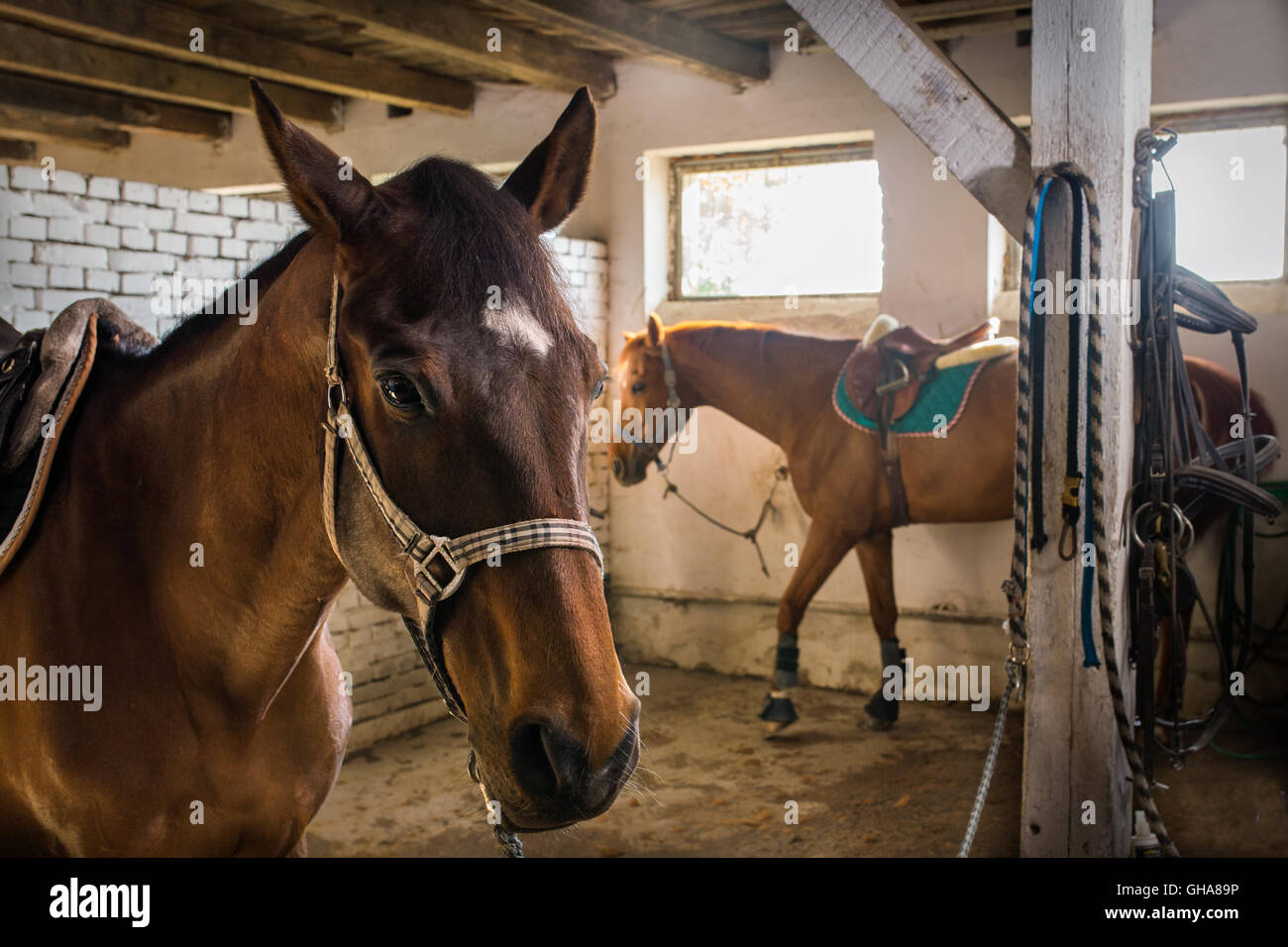 Close-up of portrait horse in the stable Stock Photo - Alamy