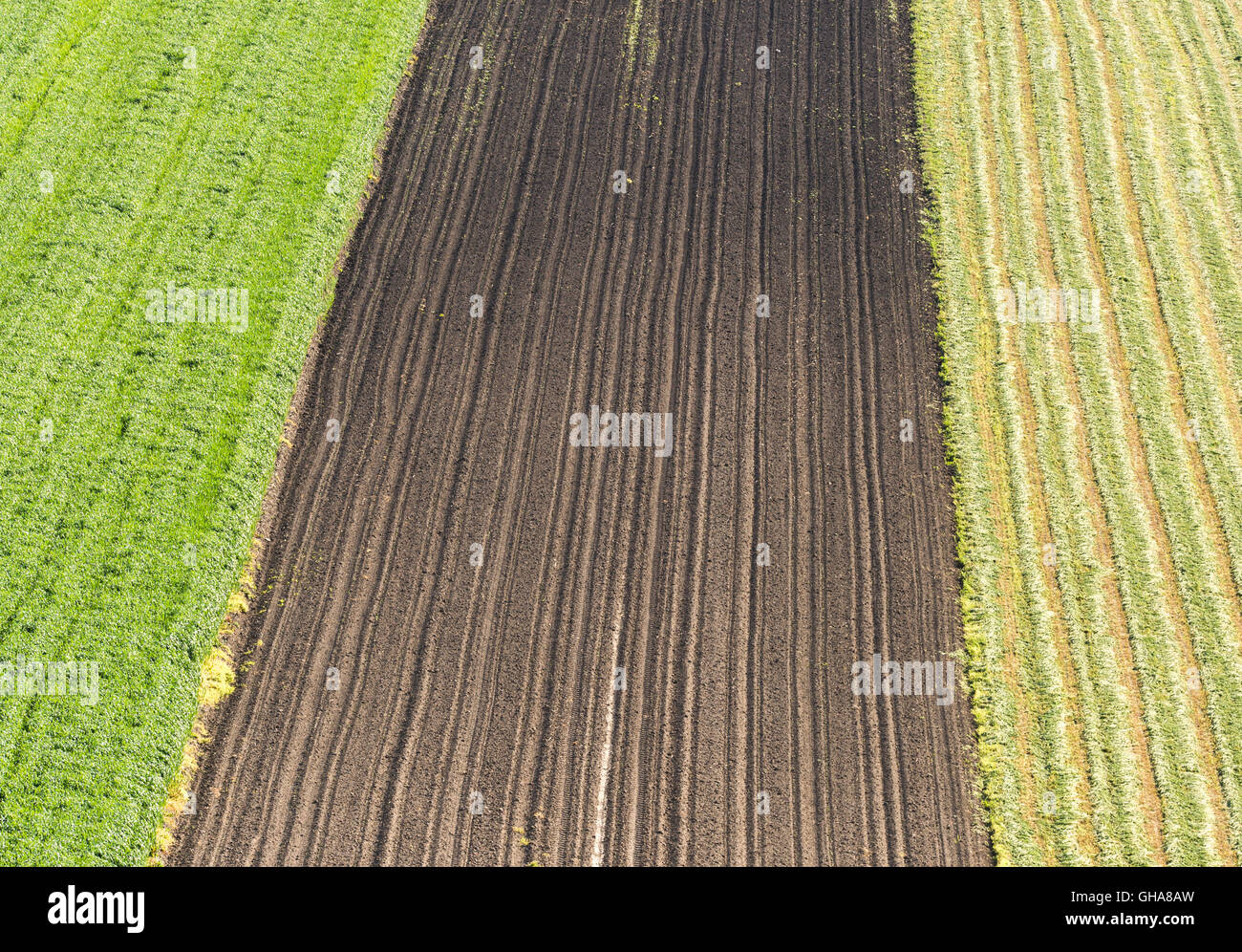young wheat field in spring Stock Photo - Alamy