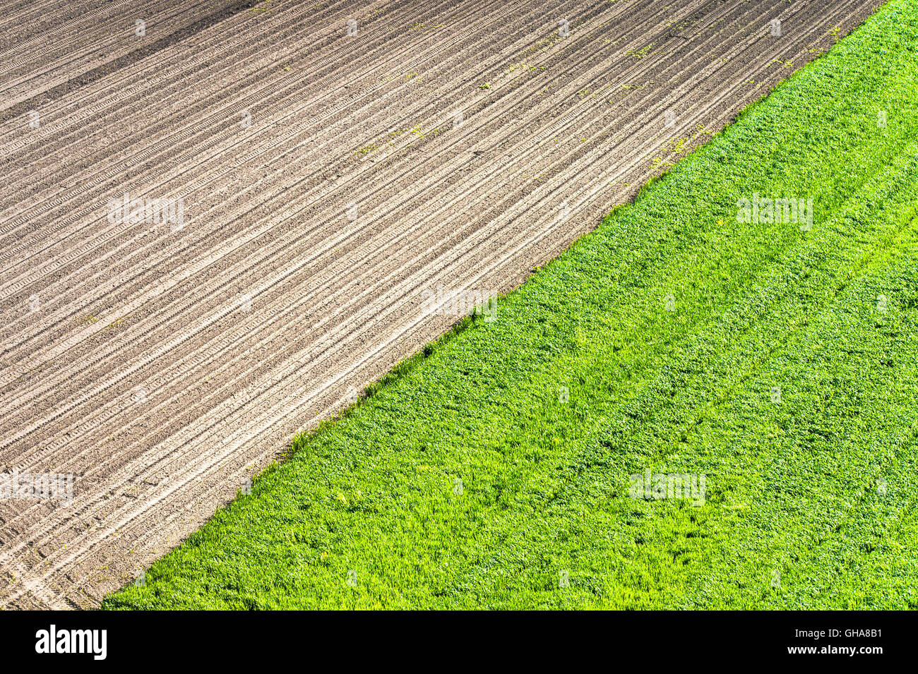 Young wheat field in spring hi-res stock photography and images - Alamy