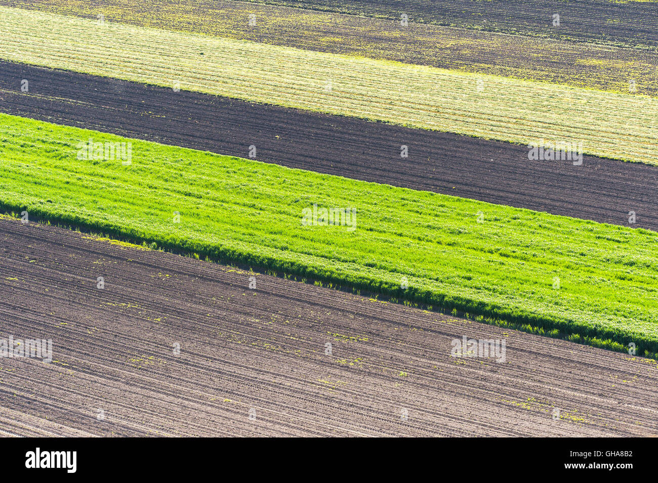 Young wheat field in spring hi-res stock photography and images - Alamy