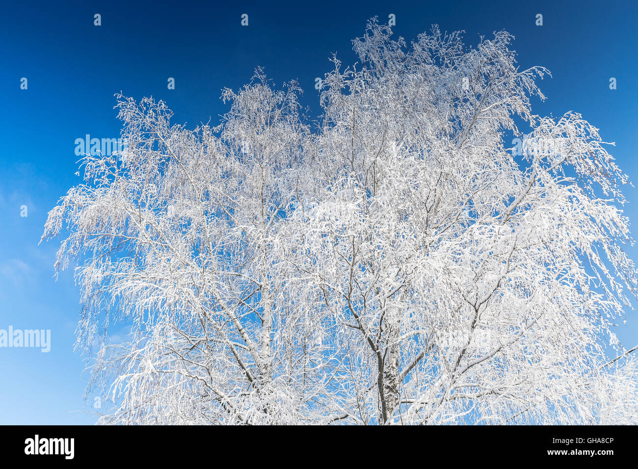 The snowy trees in January Stock Photo - Alamy