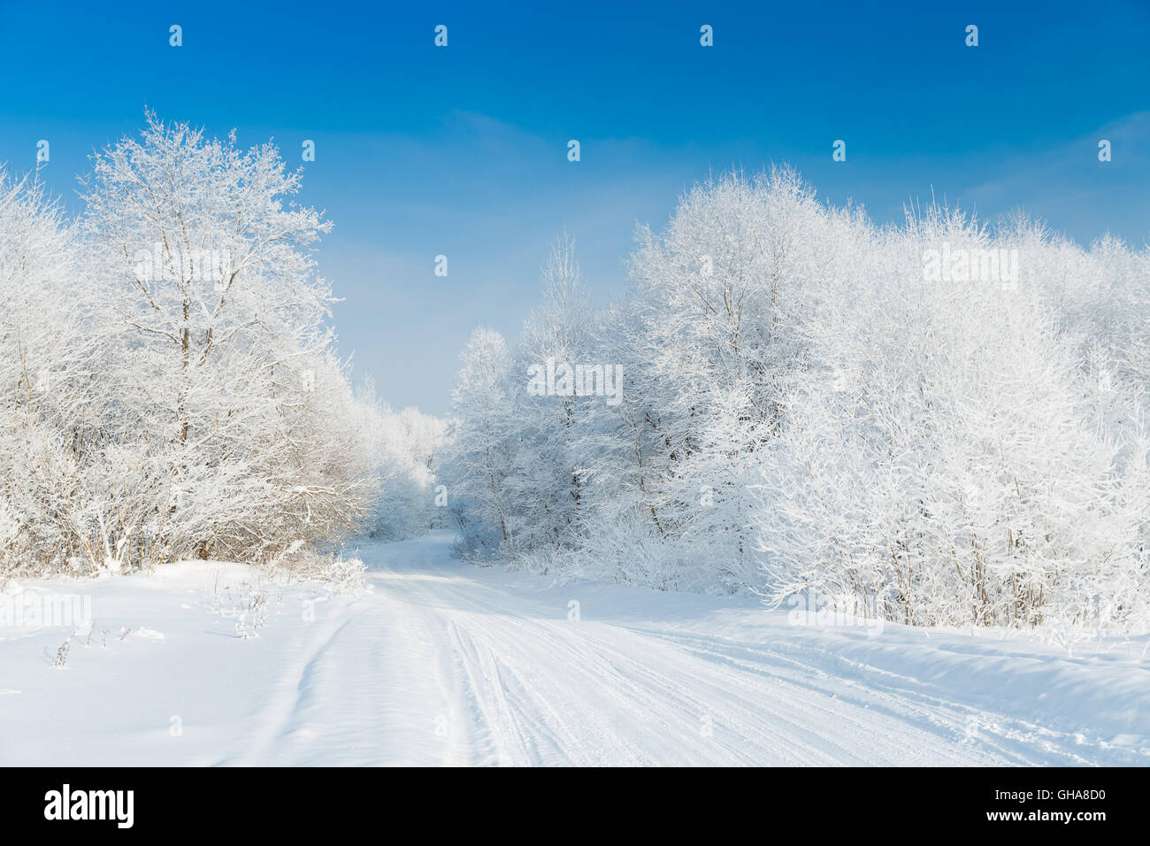 The snowy forest in January Stock Photo - Alamy