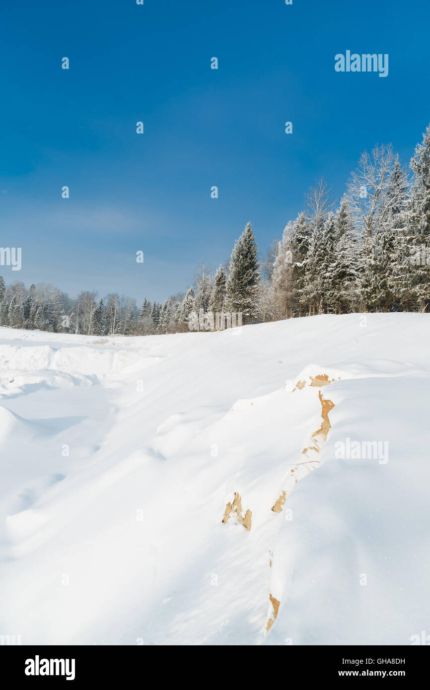 The snowy forest in January Stock Photo - Alamy