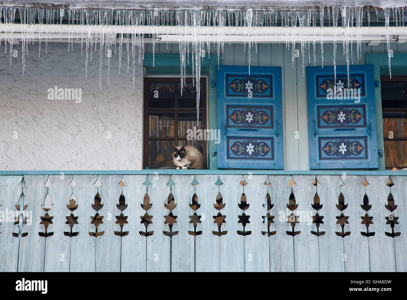 zoology / animals, mammal / mammalian (mammalia), Cat on balcony ...