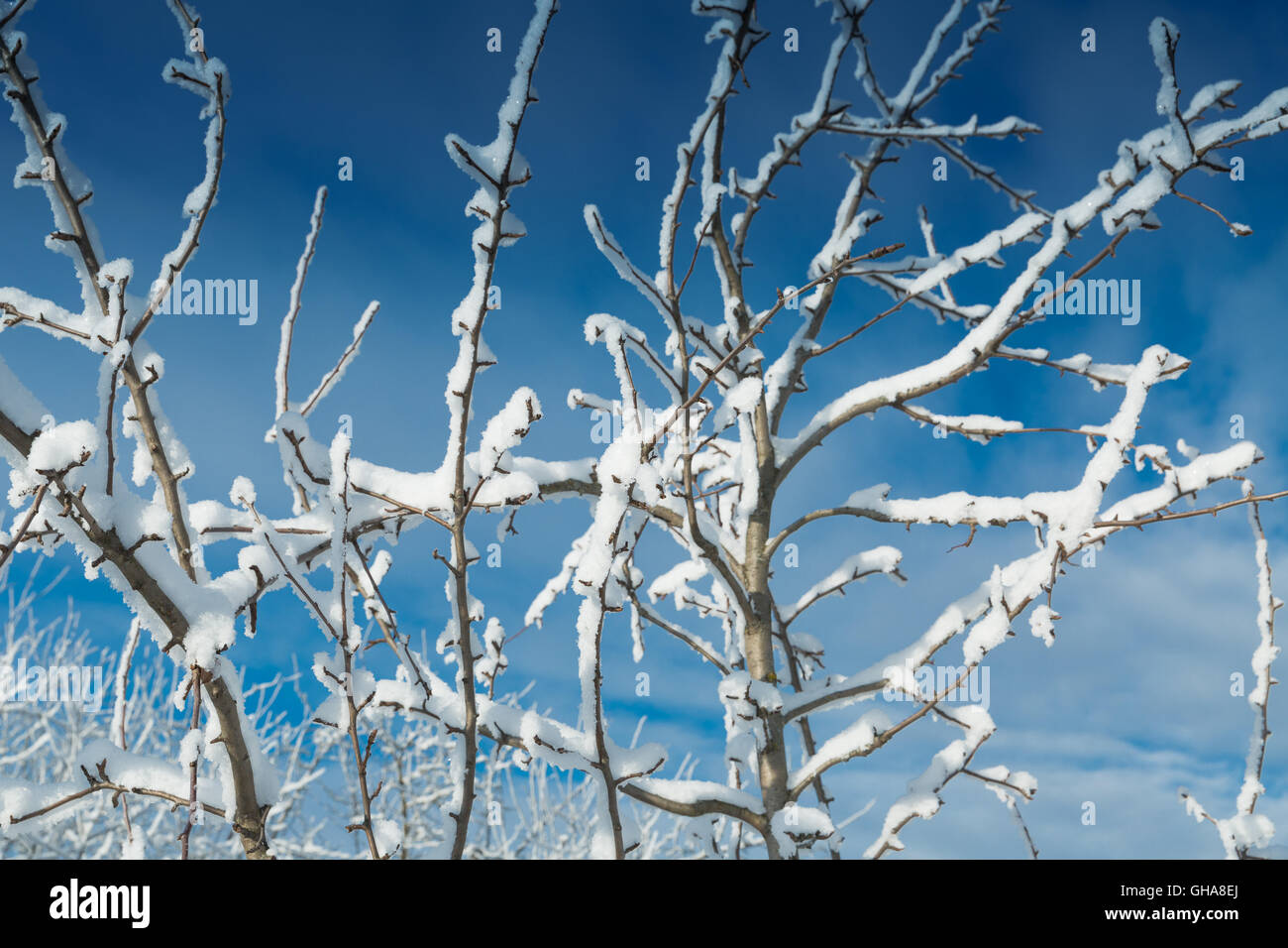 The snowy trees in January Stock Photo - Alamy