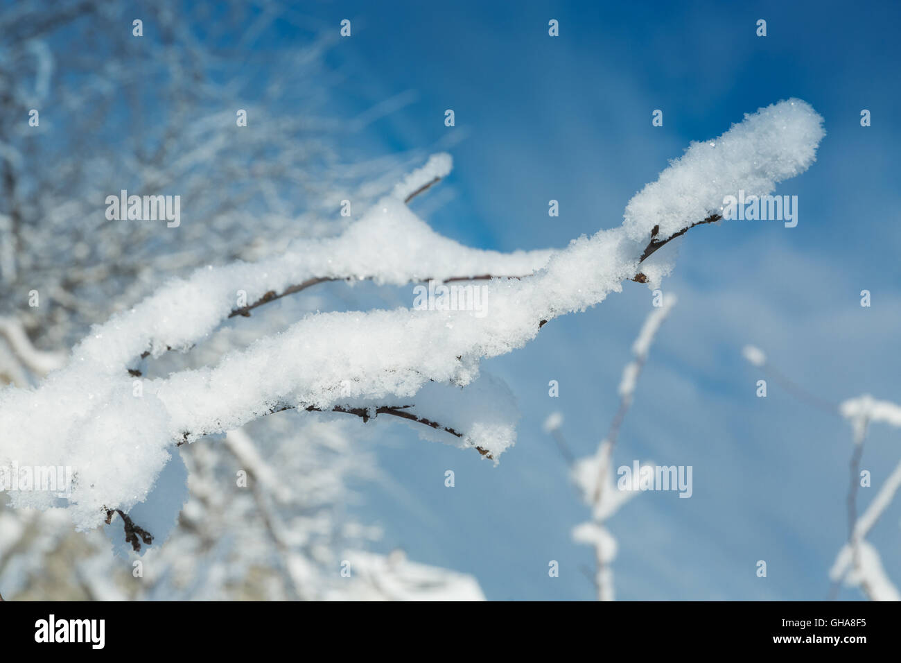 The snowy trees in January Stock Photo - Alamy