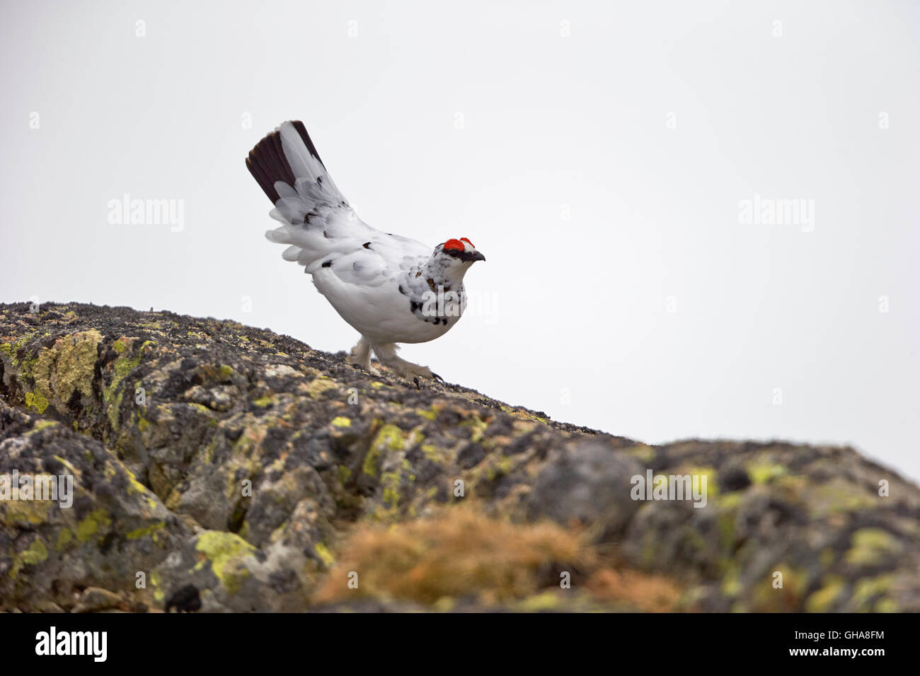 zoology / animals, avian / bird (aves), Alpine ptarmigan in Chamonix ...