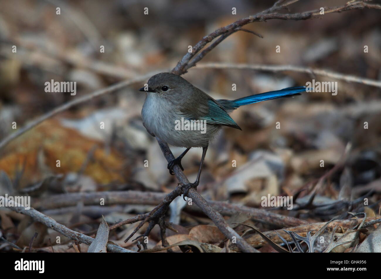 Wren male taken in a national park.( Malarus cyaneus Stock Photo - Alamy