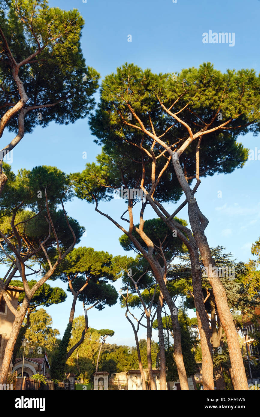Big pine trees in city park (Rome, Italy Stock Photo - Alamy