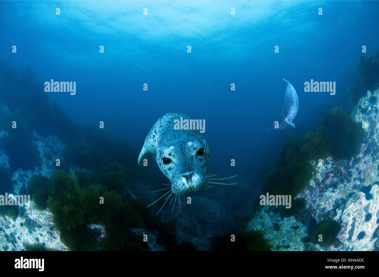 Spotted seal or Larga seal (Phoca largha, Phoca vitulina largha) North ...