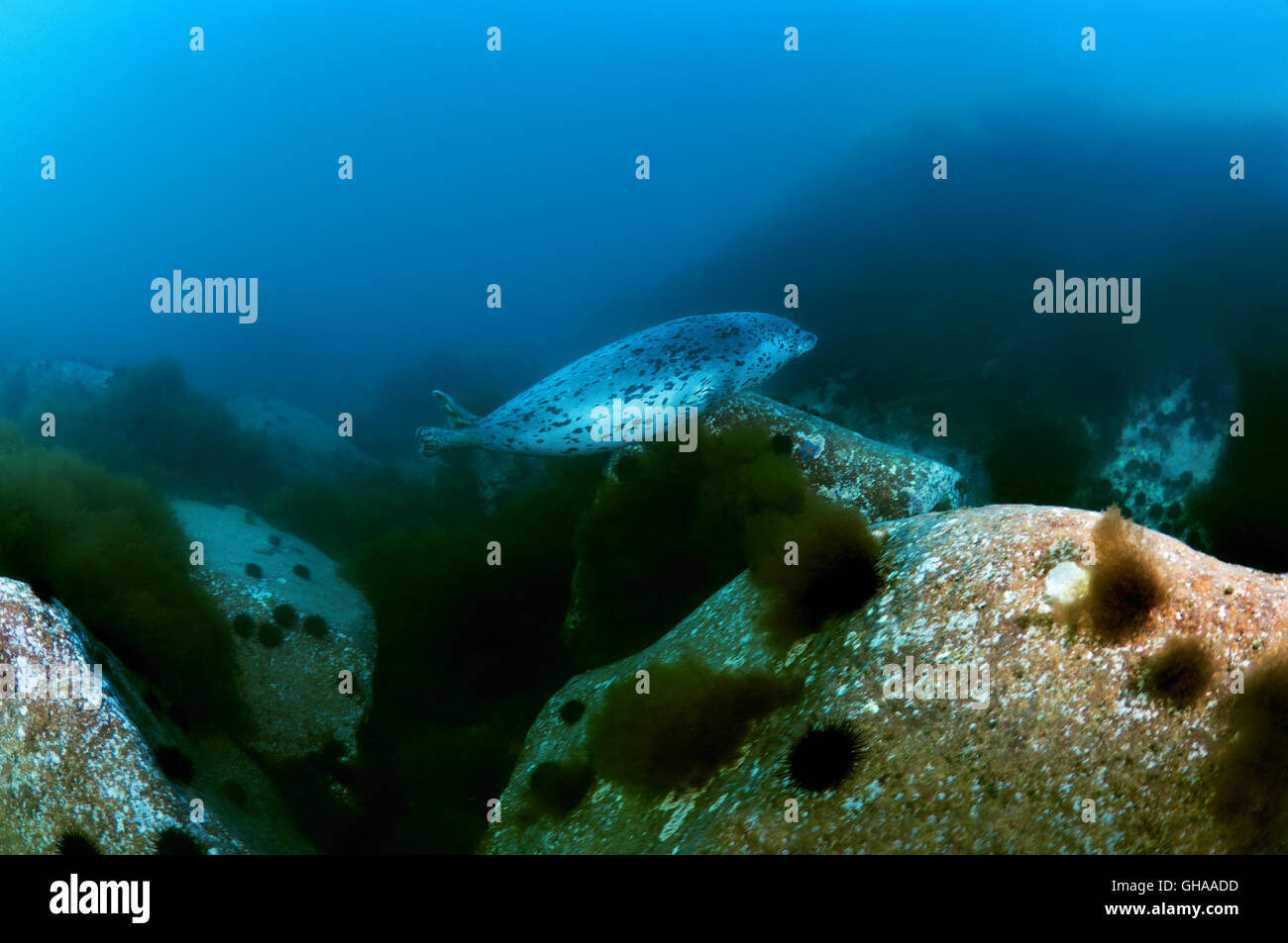 Spotted seal or Larga seal (Phoca largha, Phoca vitulina largha) North ...