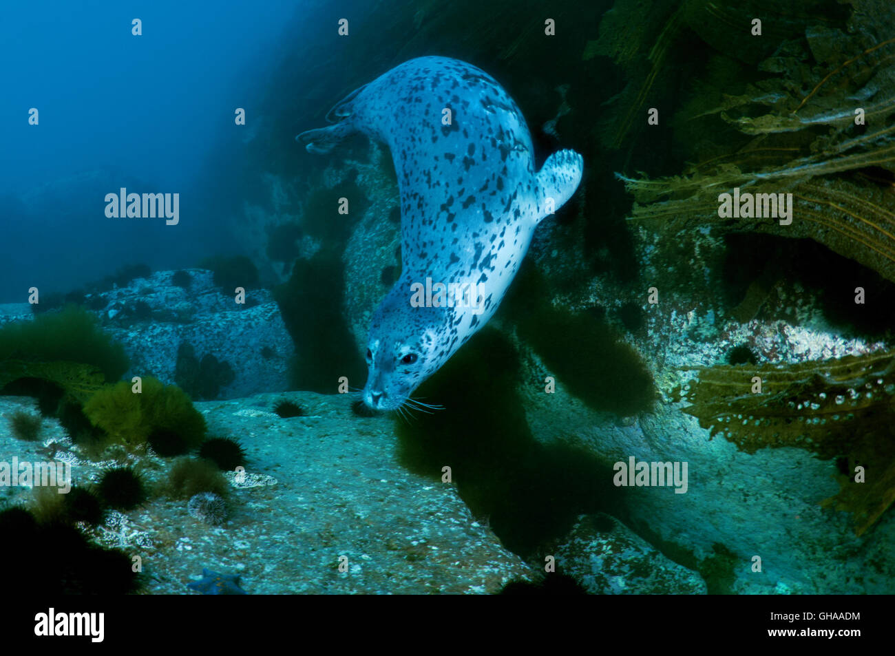 Spotted seal or Larga seal (Phoca largha, Phoca vitulina largha) North ...