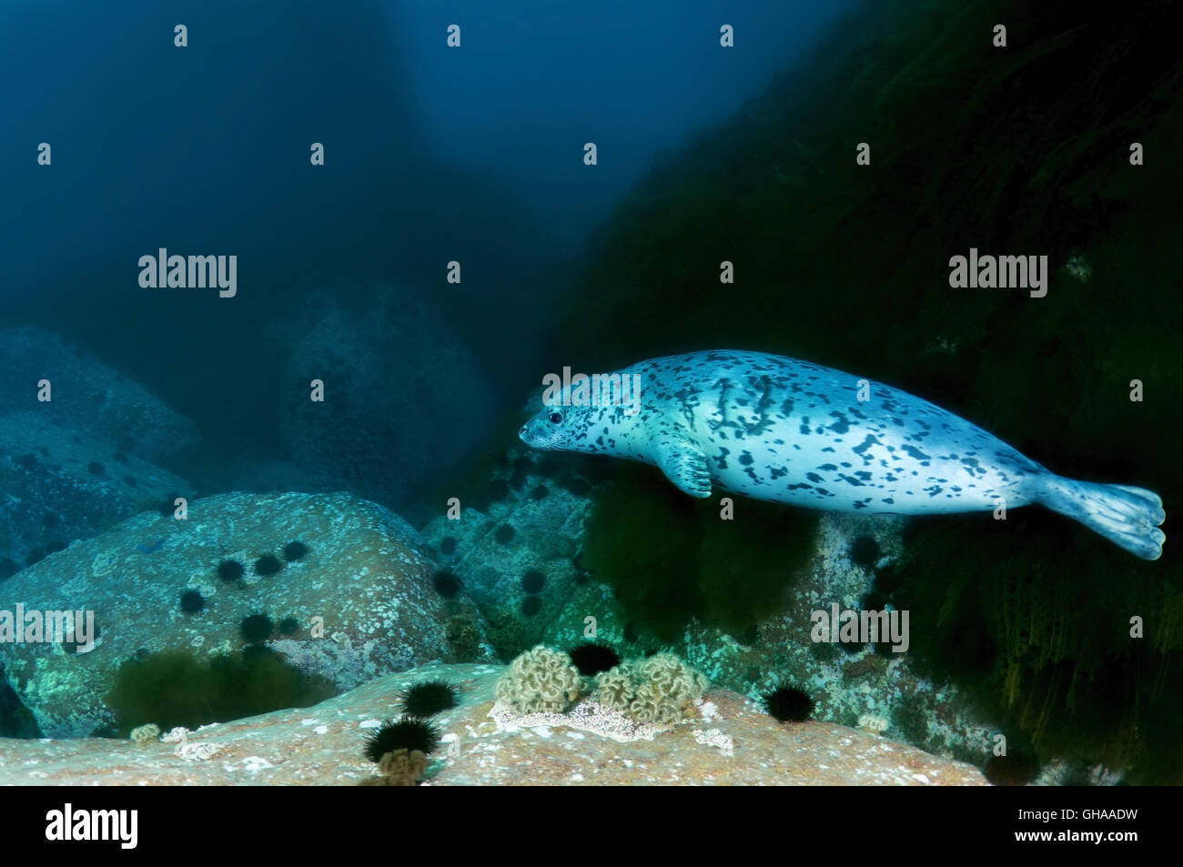 Spotted seal or Larga seal (Phoca largha, Phoca vitulina largha) North ...