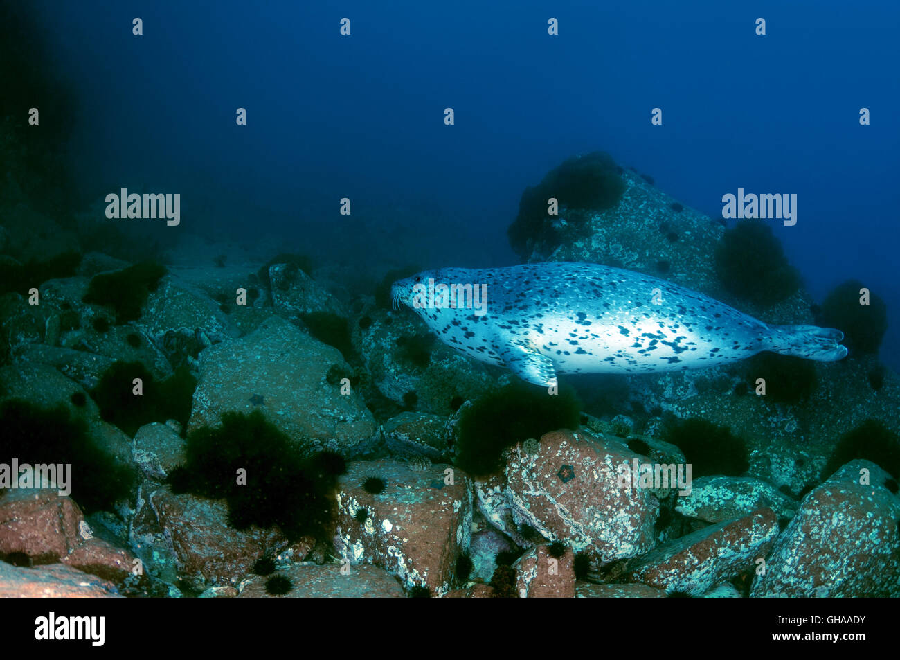 Spotted seal or Larga seal (Phoca largha, Phoca vitulina largha) North ...