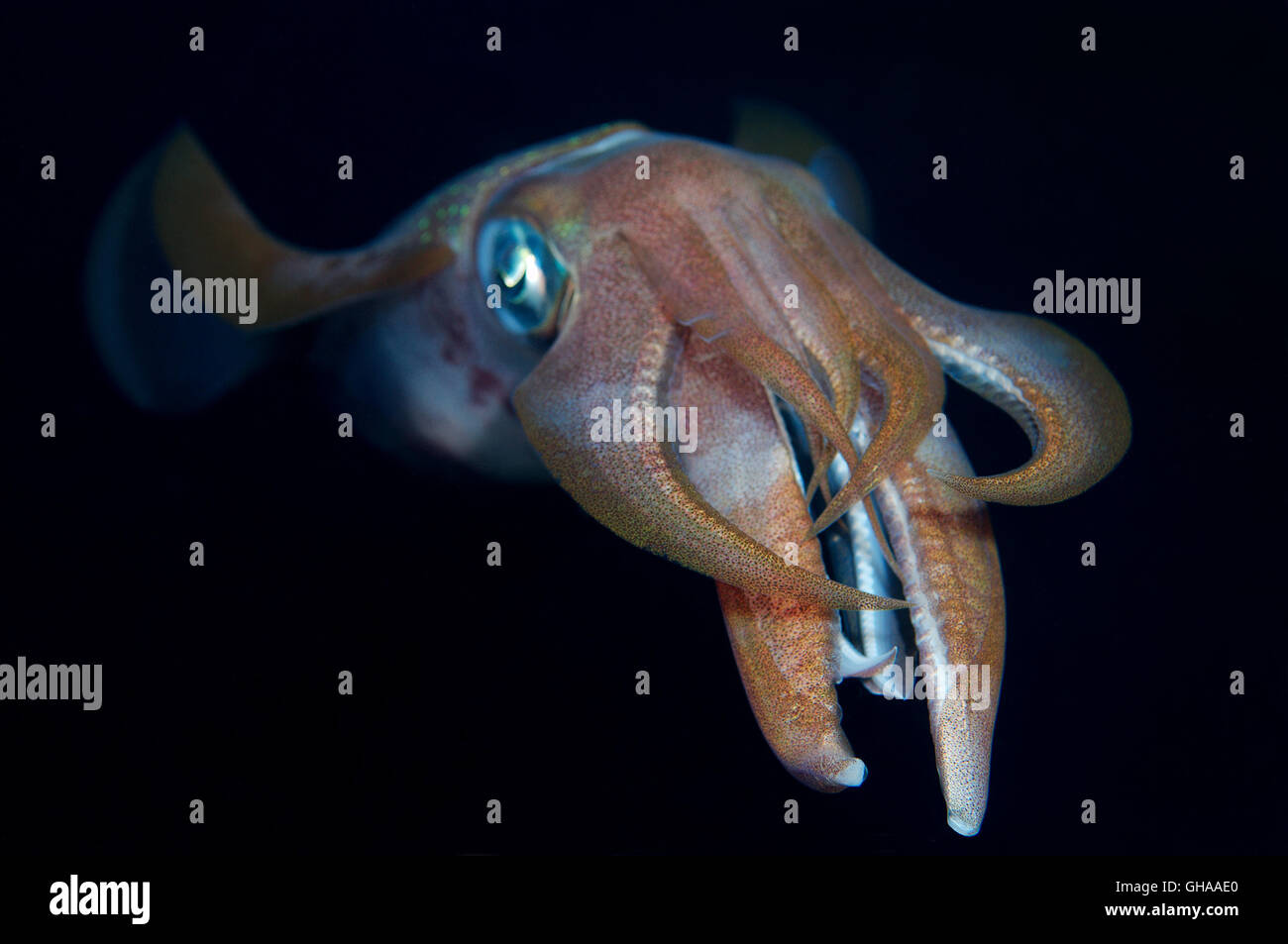 Inshore squid swim in the night. Bigfin reef squid, Inshore squid ...