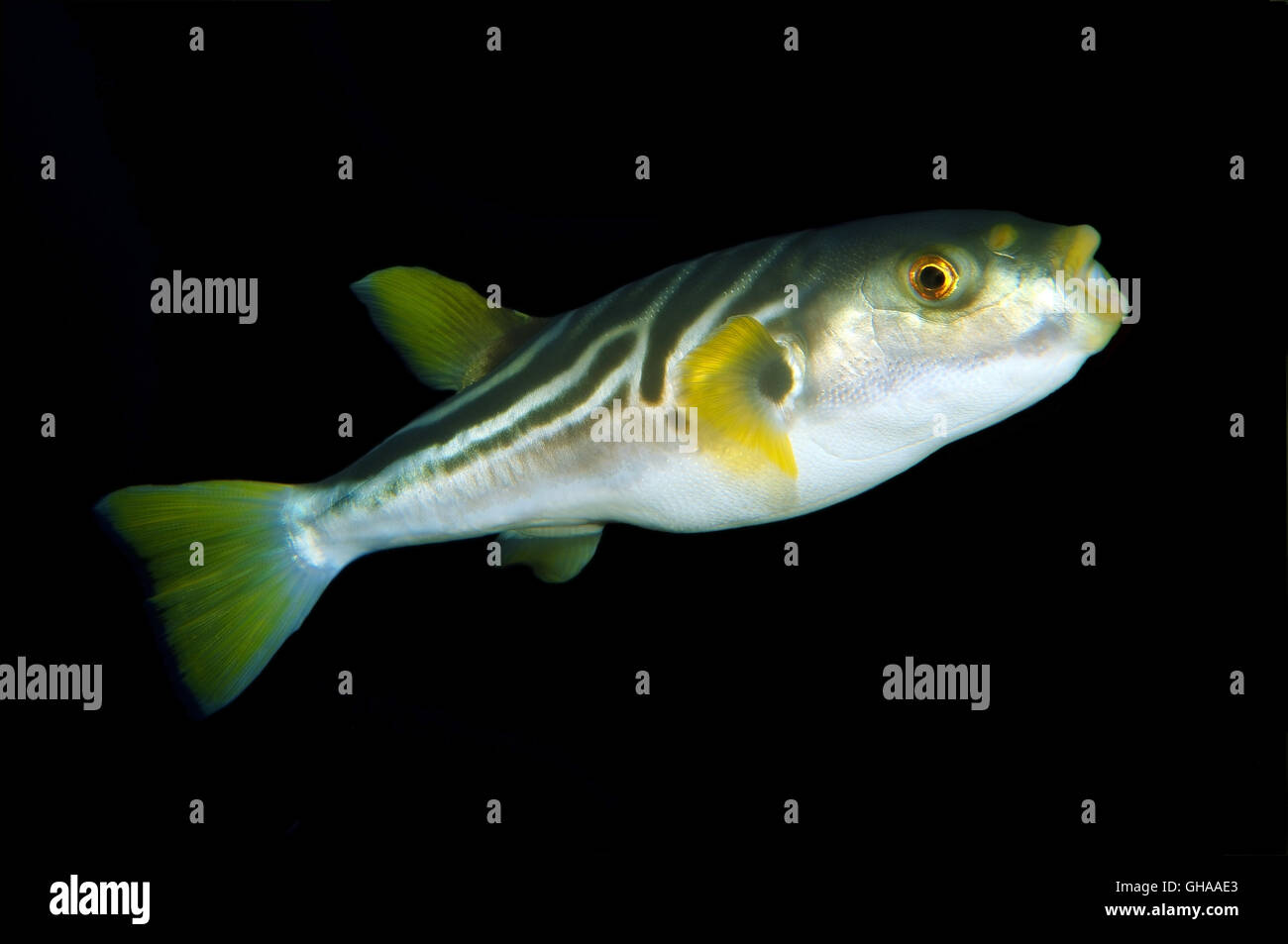 Striped puffer or Yellowfin Puffer (Takifugu xanthopterus) Sea of Japan ...